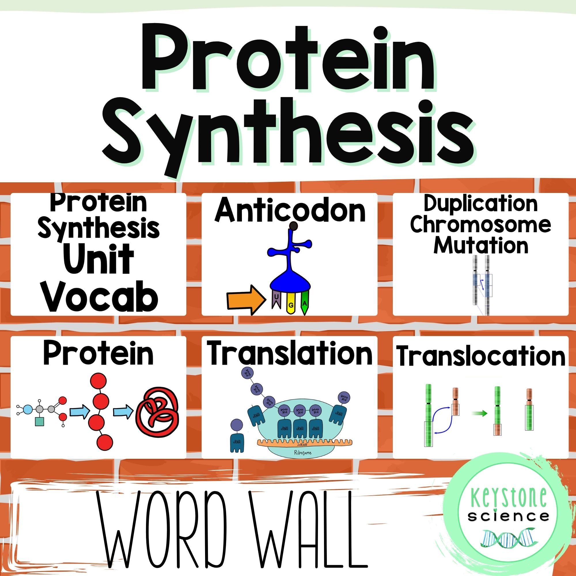 Protein Synthesis and Mutations Word Wall and Vocabulary ESL, ELL ...