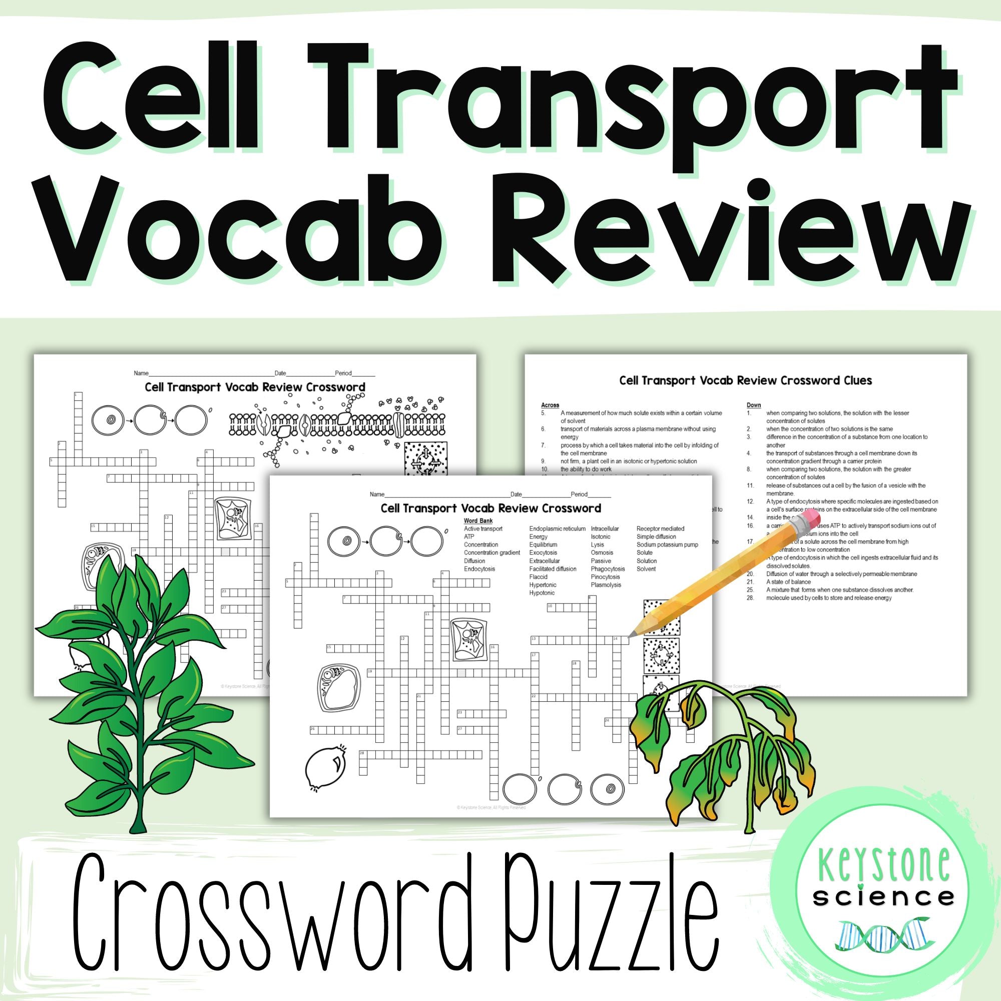 Cell Transport and Osmosis Vocab Review Crossword Puzzle – Keystone Science