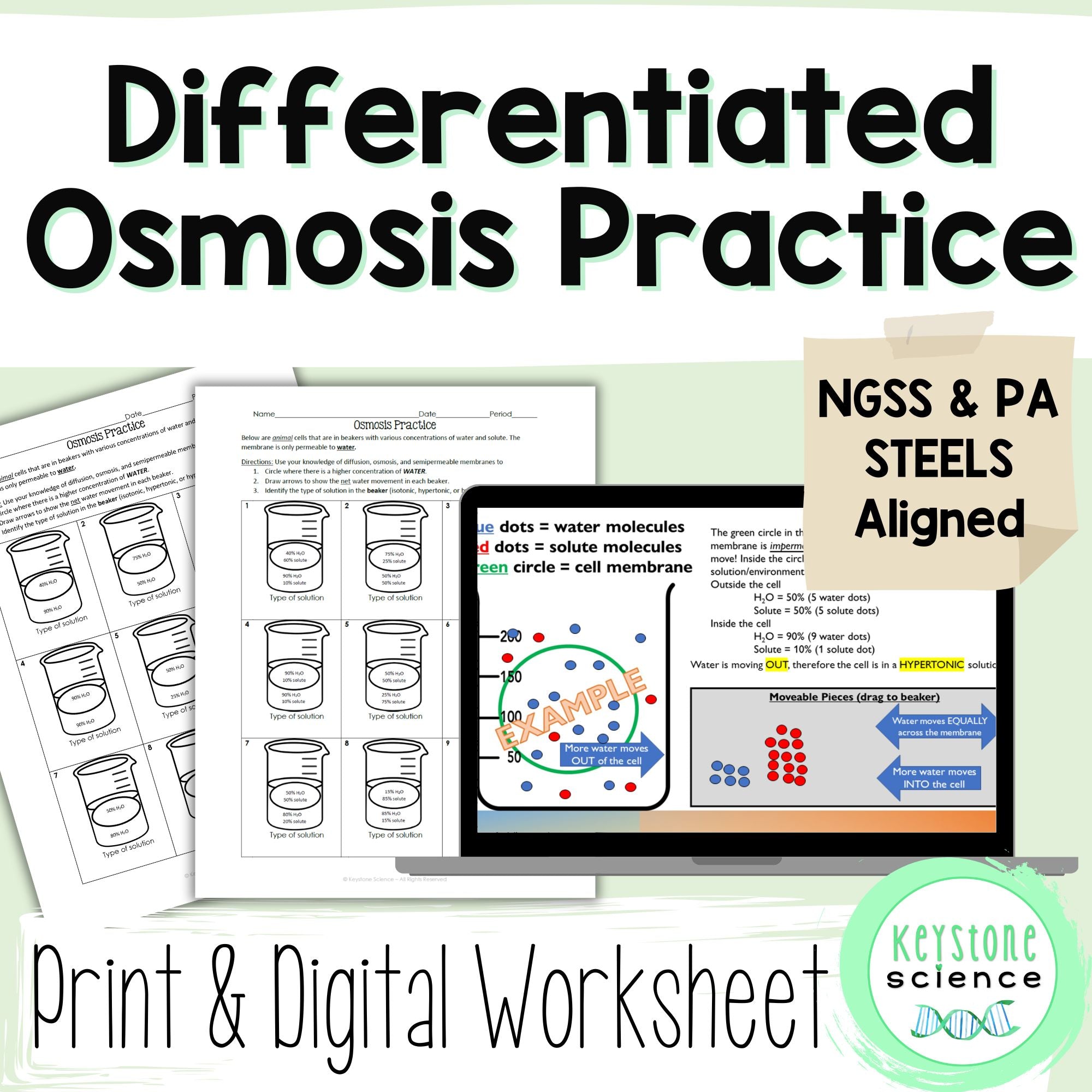 Osmosis Diffusion Differentiated Practice Worksheet Printable & Digita ...