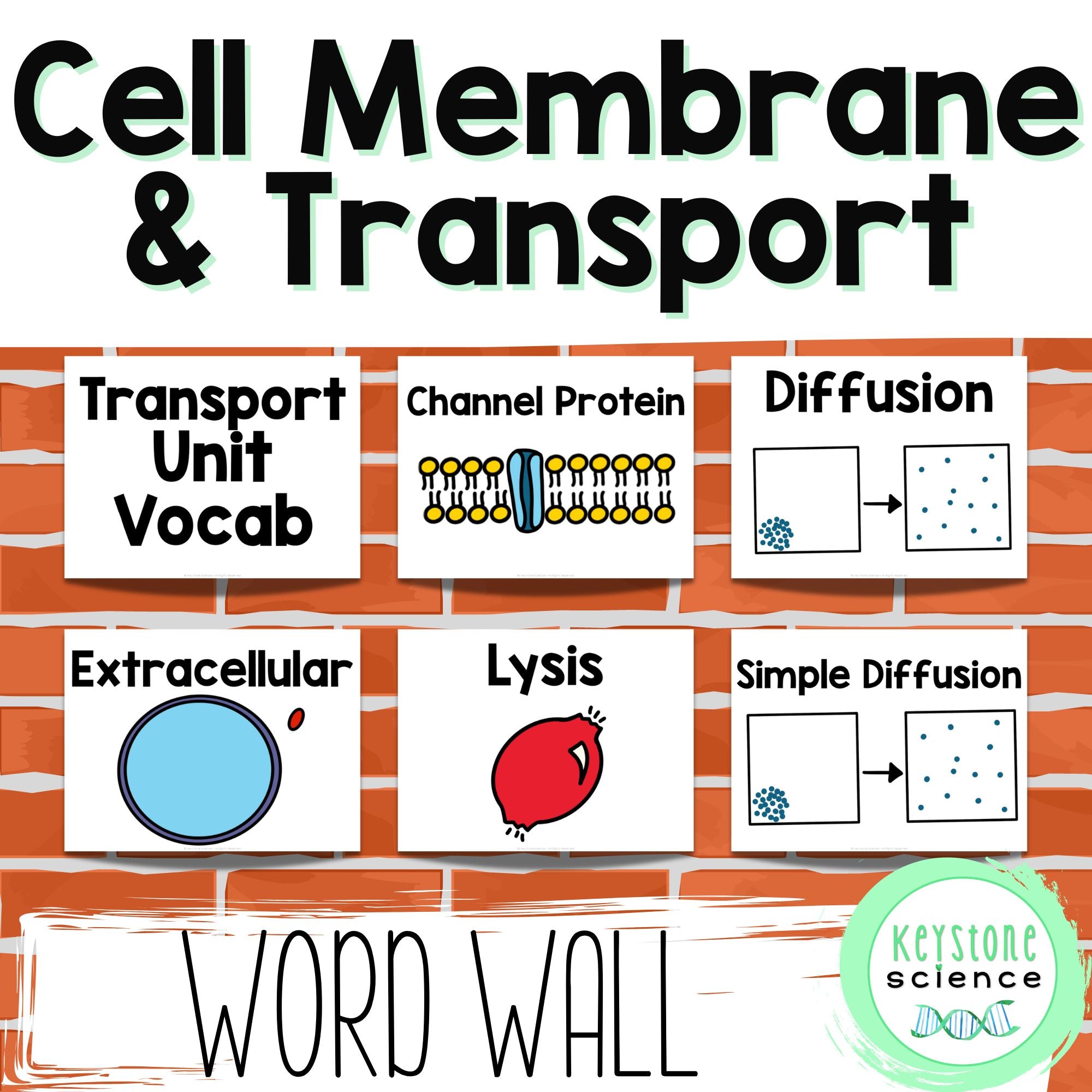 Cell Membrane, Passive and Active Transport Word Wall and Vocabulary E ...